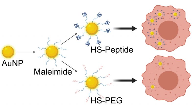 Publication in ACS Applied Nano Materials – Wilhelm Lab