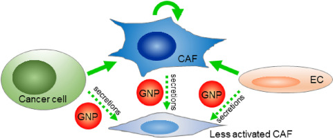 Publication in Bioactive Materials – Wilhelm Lab