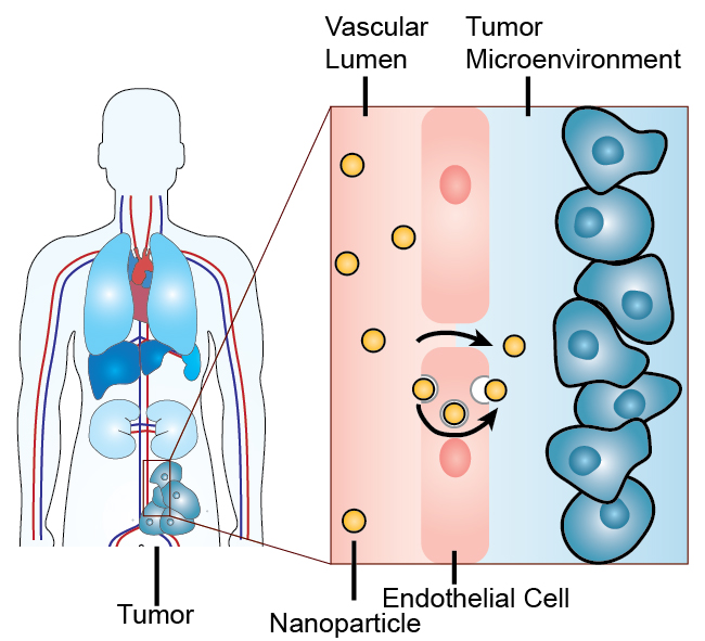 Publication in Advanced Functional Materials – Wilhelm Lab