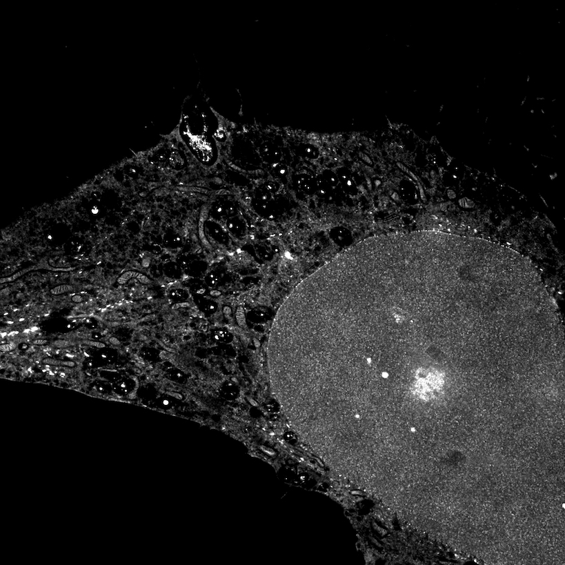 Research – Wilhelm Lab